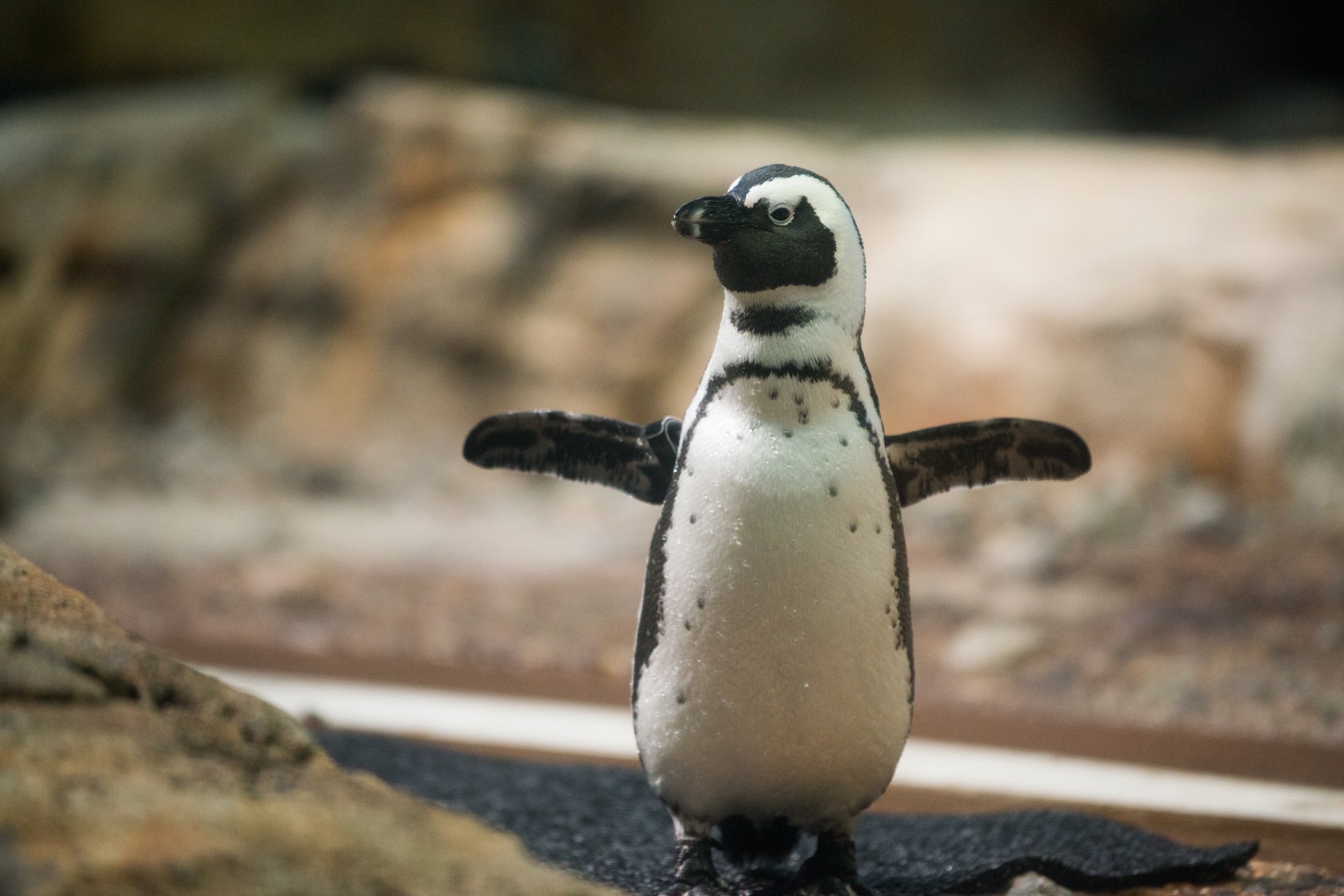 Keeping African Penguins SAFE - Zoological Society of New Jersey