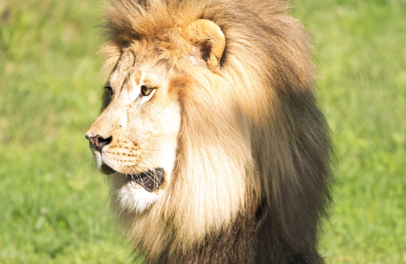 Supporting Wild Lion Populations - Zoological Society of New Jersey