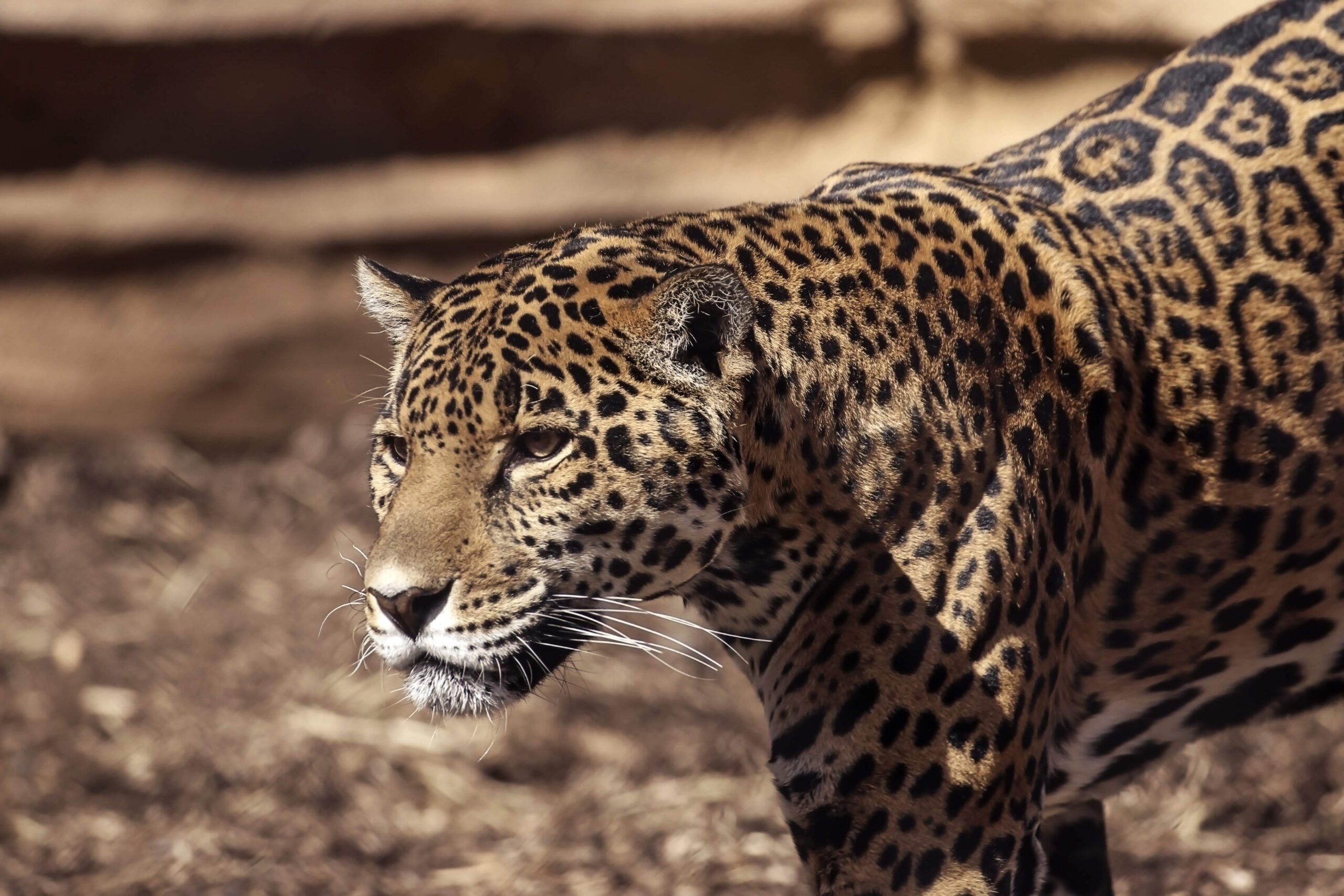Protection Against Poaching - Zoological Society of New Jersey