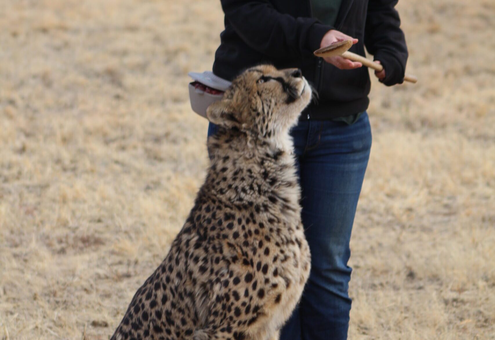 Cheetah Conservation Efforts in Namibia - Zoological Society of New Jersey