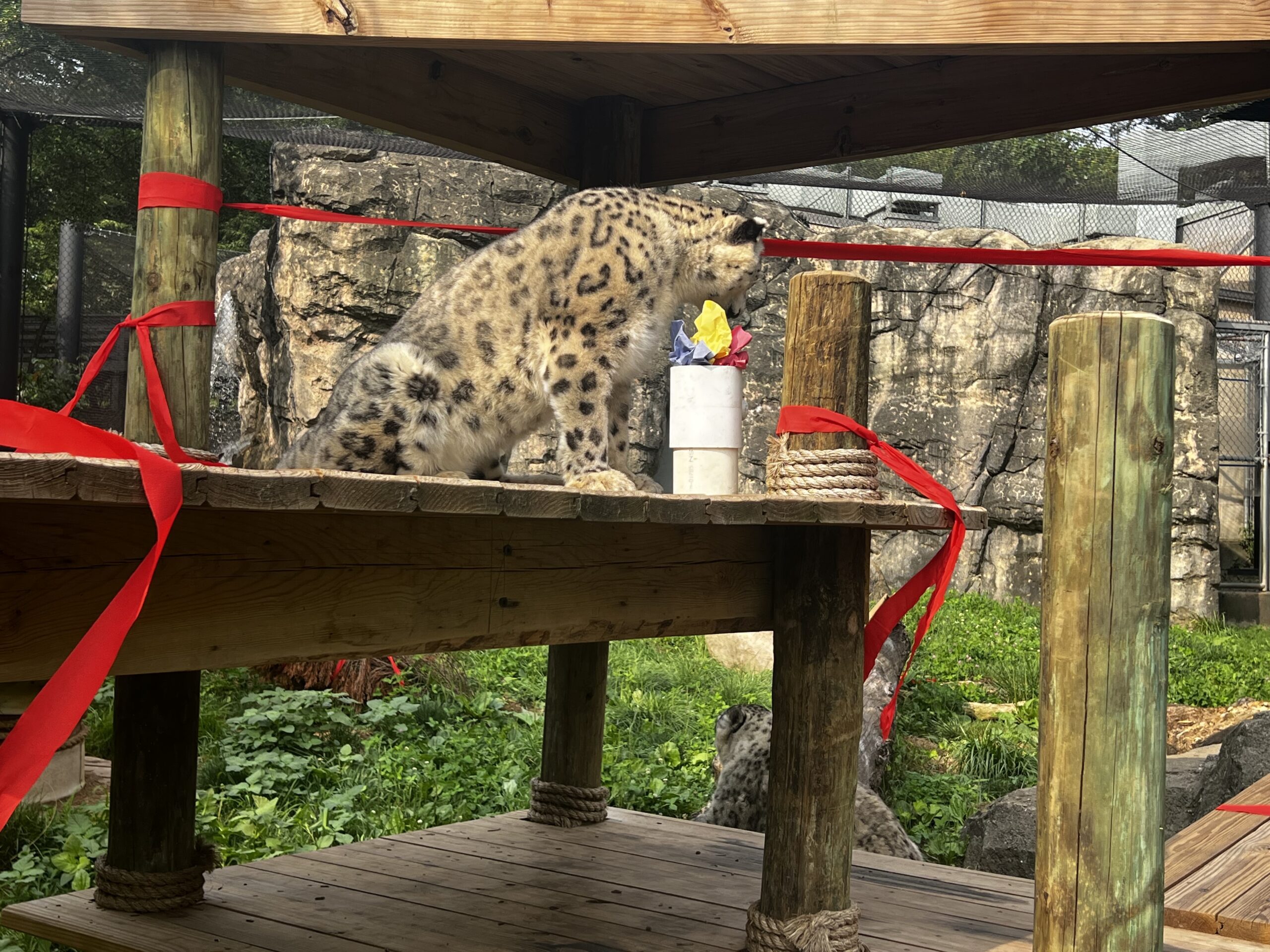 Snow Cones For Snows - Zoological Society of New Jersey