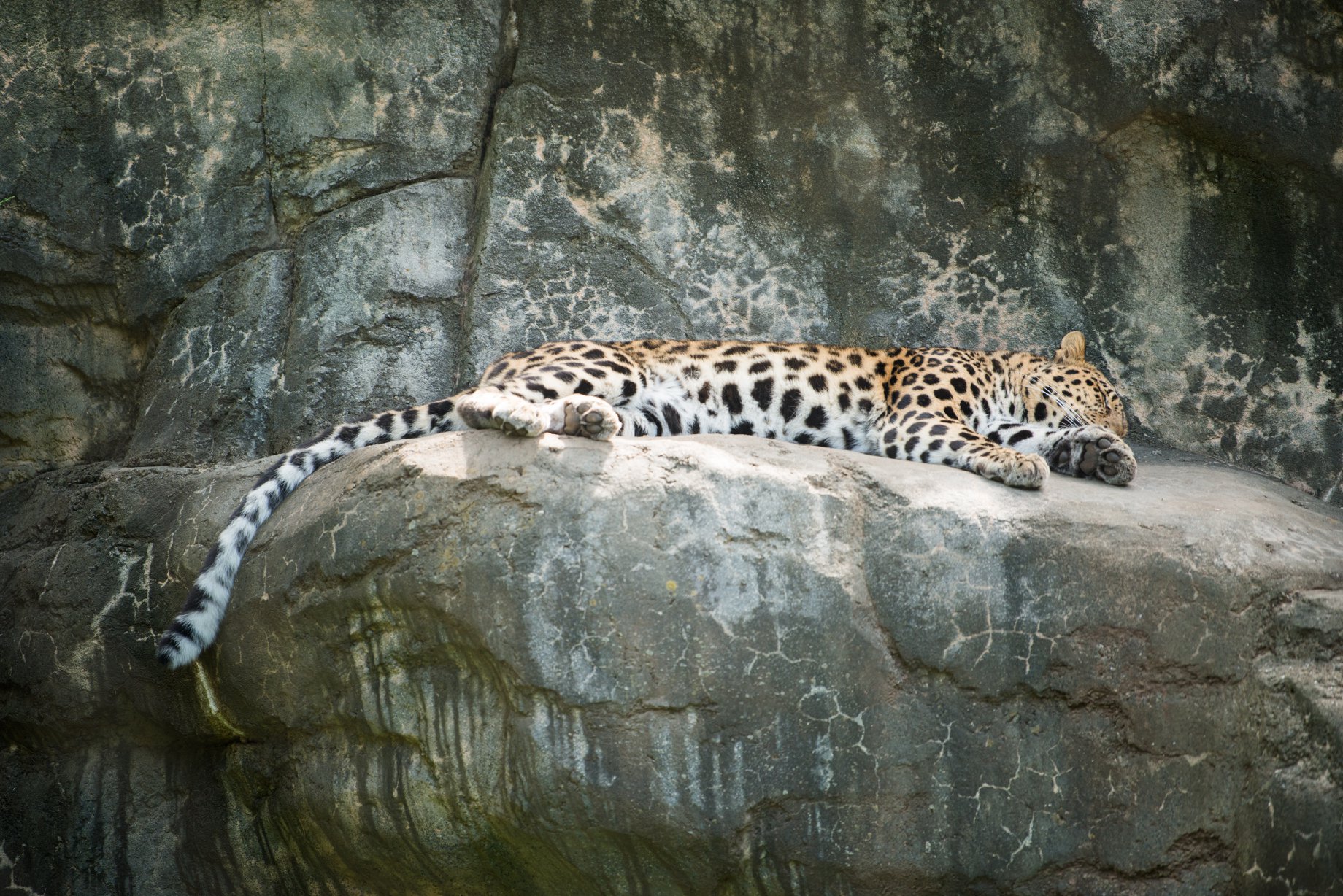 Essex County Turtle Back Zoo Signs AZA’s Declaration to Protect 30% of ...