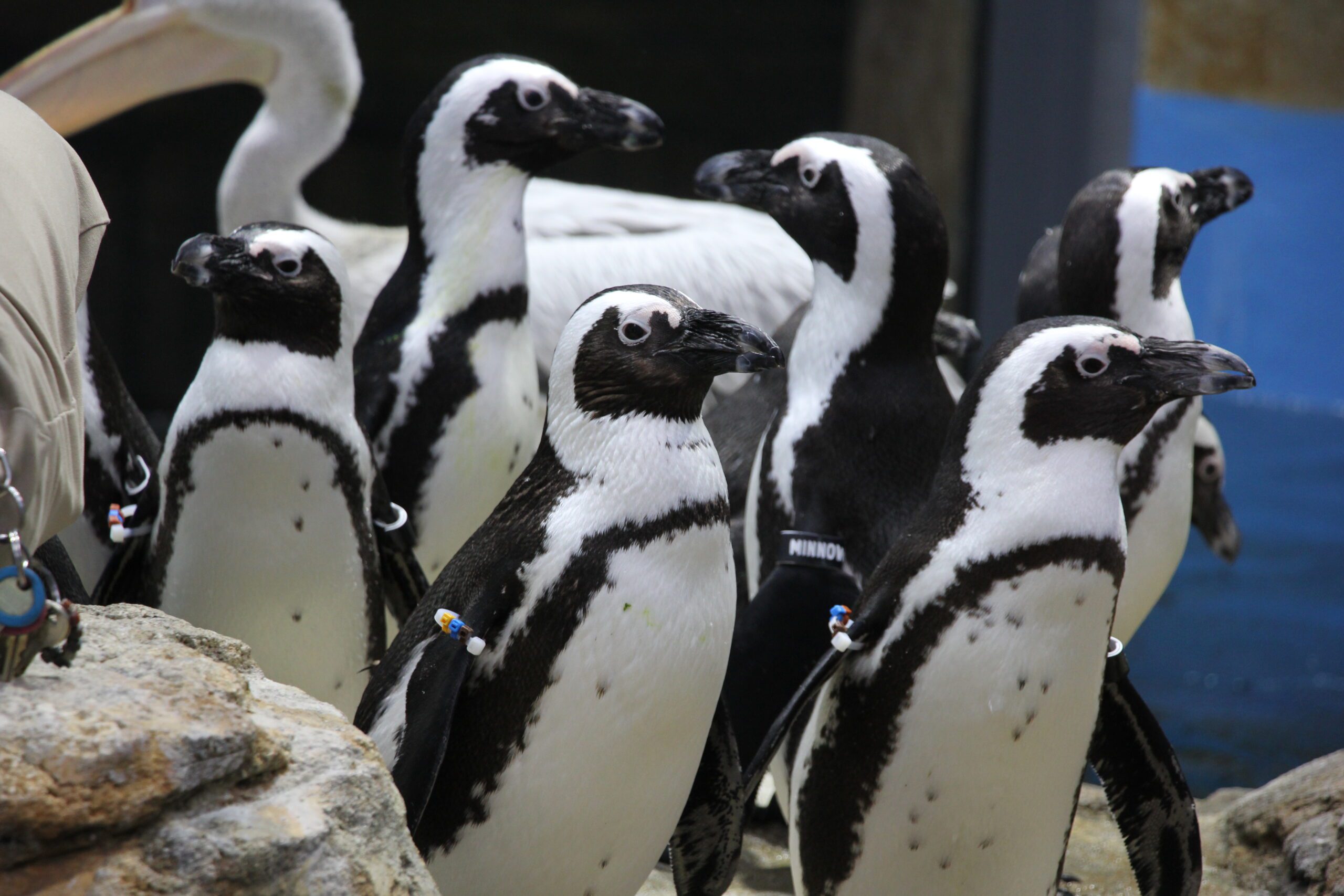 Penguin Waddle - Zoological Society of New Jersey